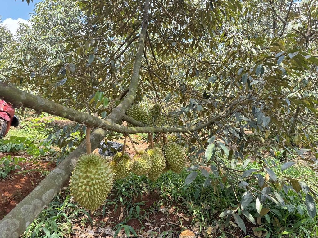 Chính Chủ Cần Bán 1 Mẫu Sầu Riêng Gần Hồ Cầu Dầu Hàng Gòn Long Khánh ...